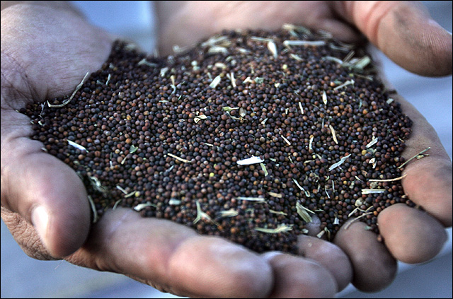 Winter canola growing in popularity | News, Sports, Jobs - Lawrence ...